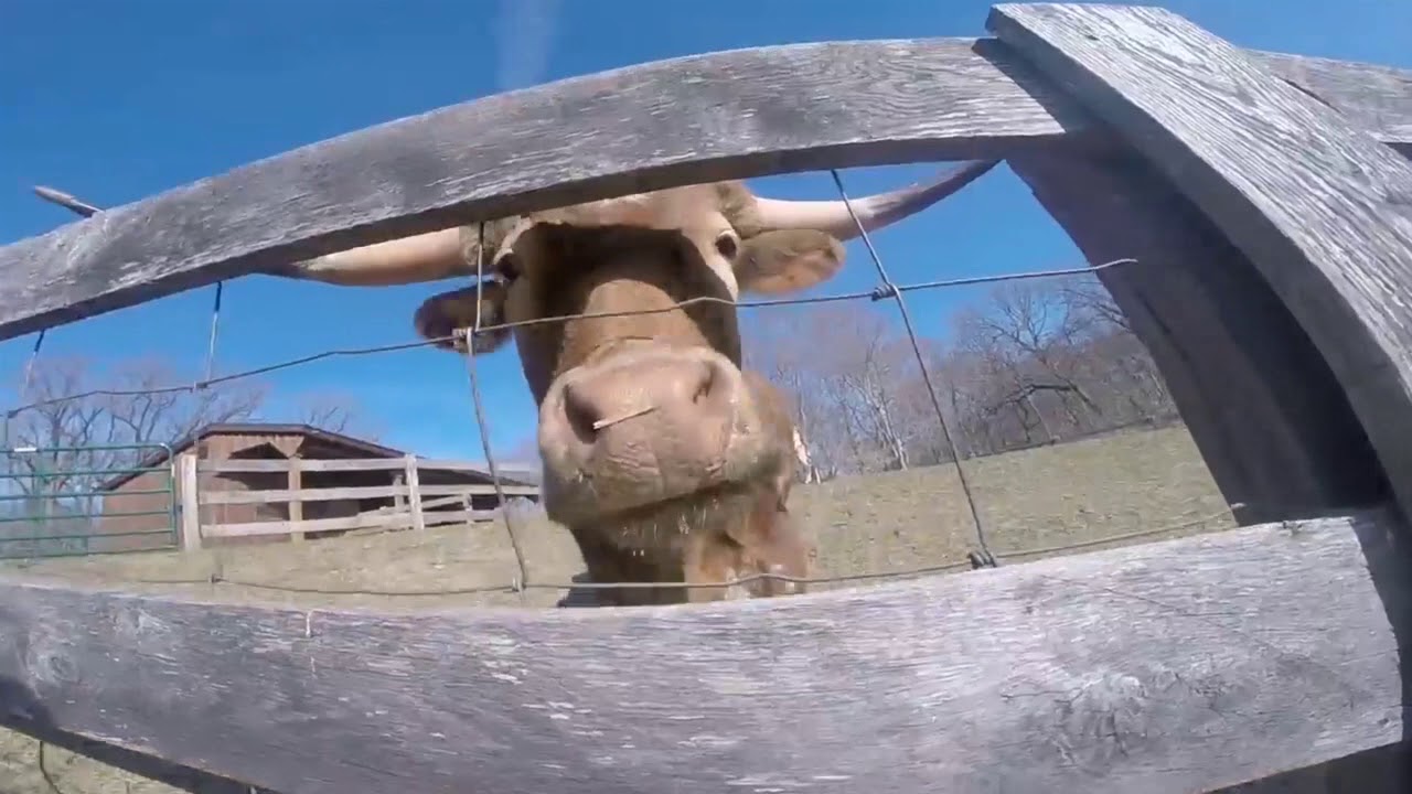 Faces of the Zoo Farmyard - YouTube
