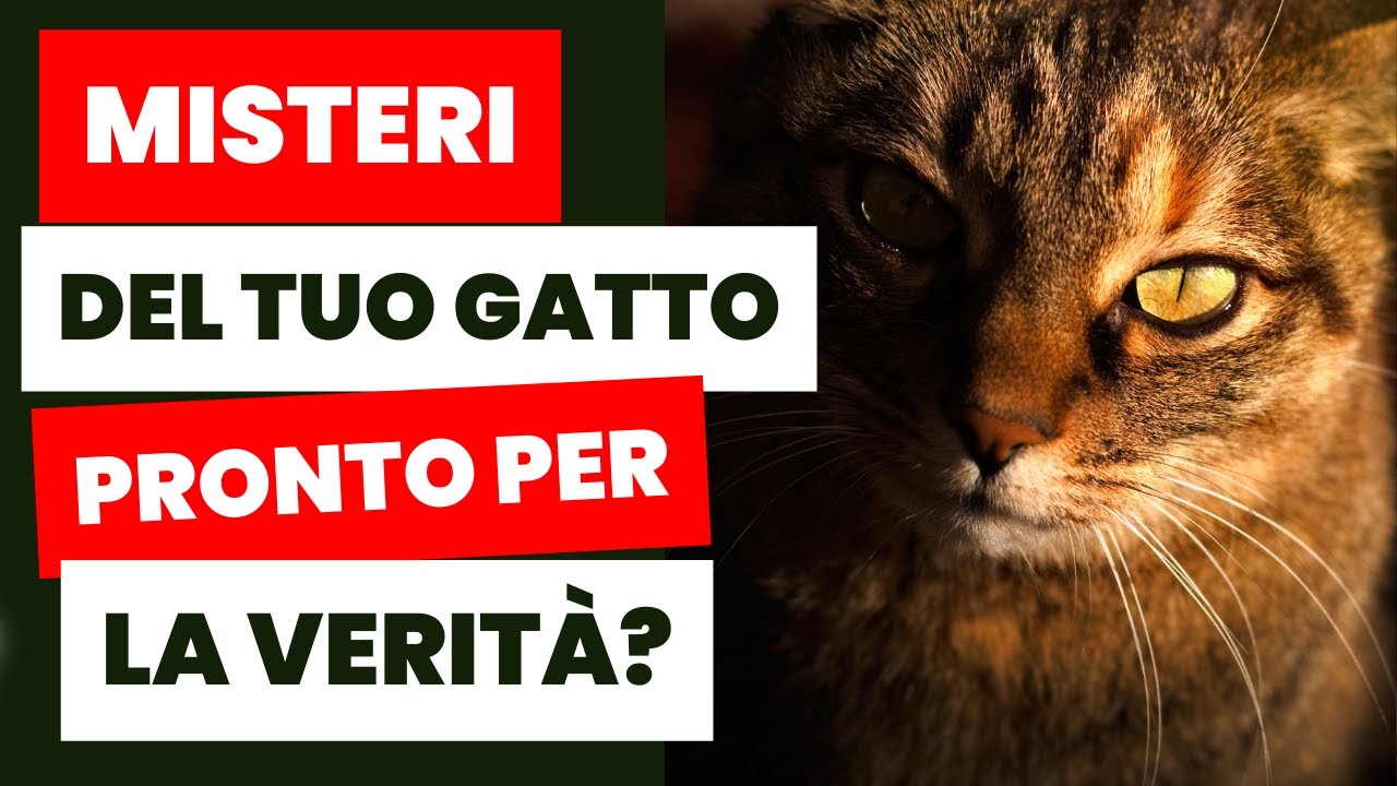 10 Comportamenti del tuo Gatto che Nascondono un Messaggio Segreto ...