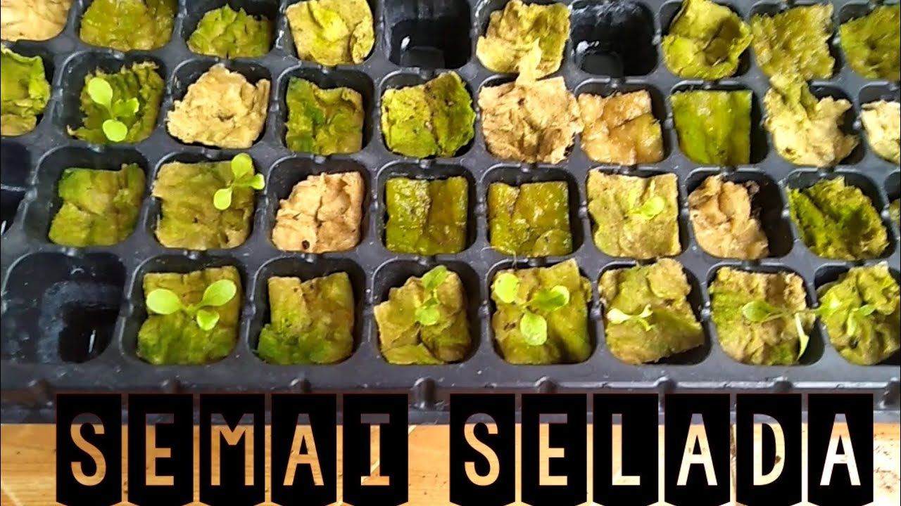 semai selada pakai tray semai - YouTube