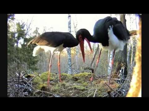 Estonian Black Storks - Tiina returning and two matings. 19.04.2014.