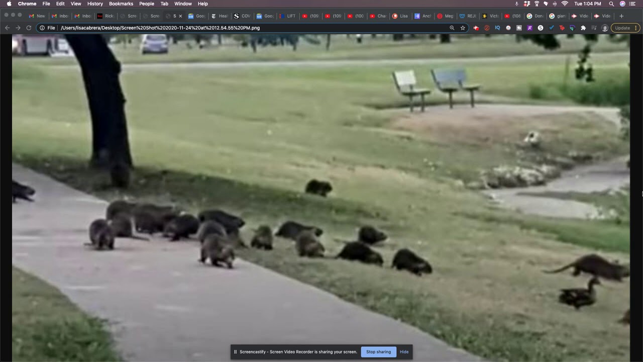 Giant Rat Invasion In NY Central Park and Upper West Side - YouTube