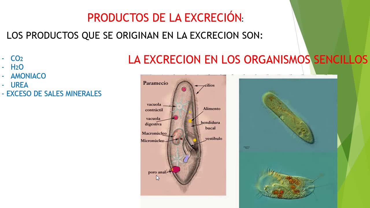 2do SEC LA EXCRECION ELIMINACION DE DESECHOS importancia de la ...