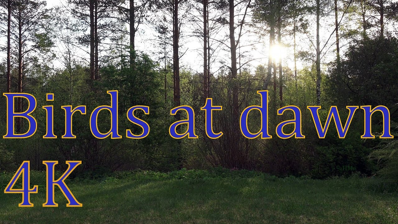 Bird singing in the dawn of the morning 4K 1hour 43 minutes NO LOOP ...