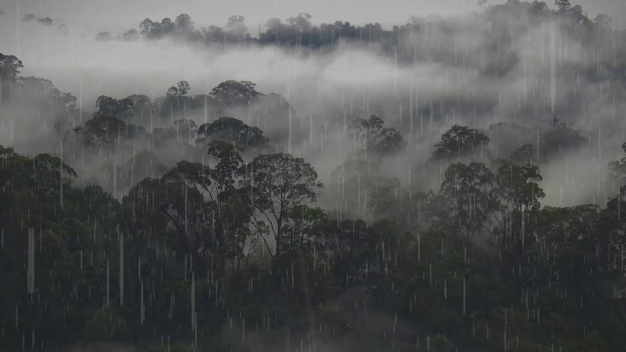 🔴 Forest Rain with Thunder, Fall Asleep in 2 Minutes, in Forest. Stress ...