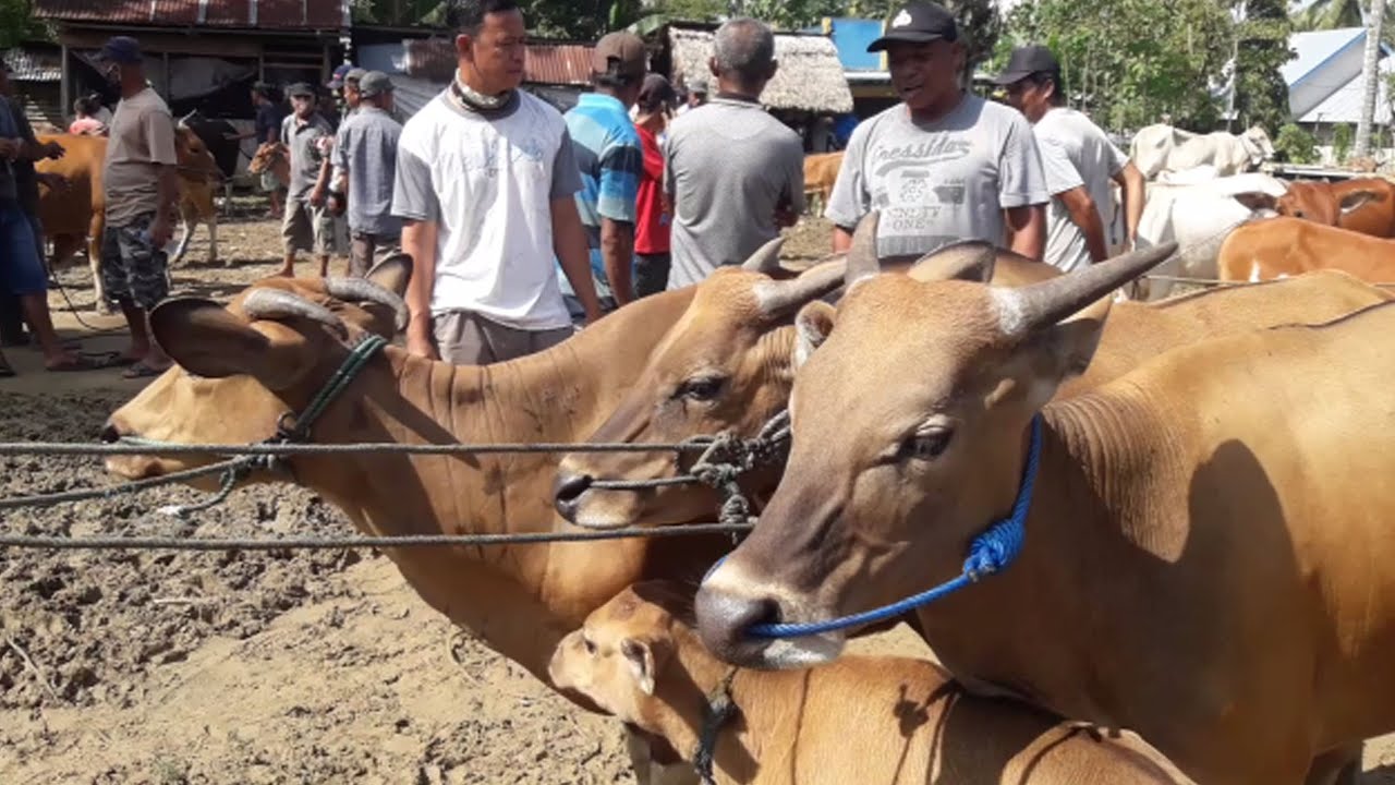 Terbaru Dihari Ini 2 | Harga Sapi Terbaru | cattle market | cow for ...