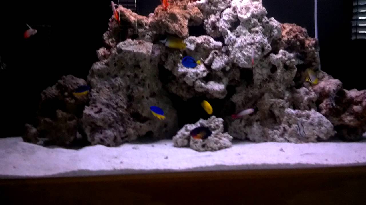 Saltwater live rock tank fish only. - YouTube