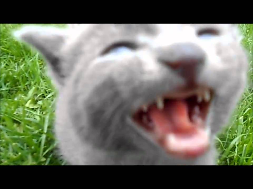 Cute kitten talking - YouTube
