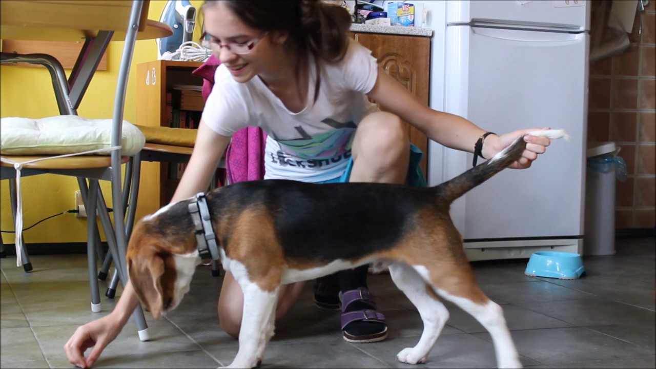 Dog tricks by beagle Bailey 5 months - YouTube