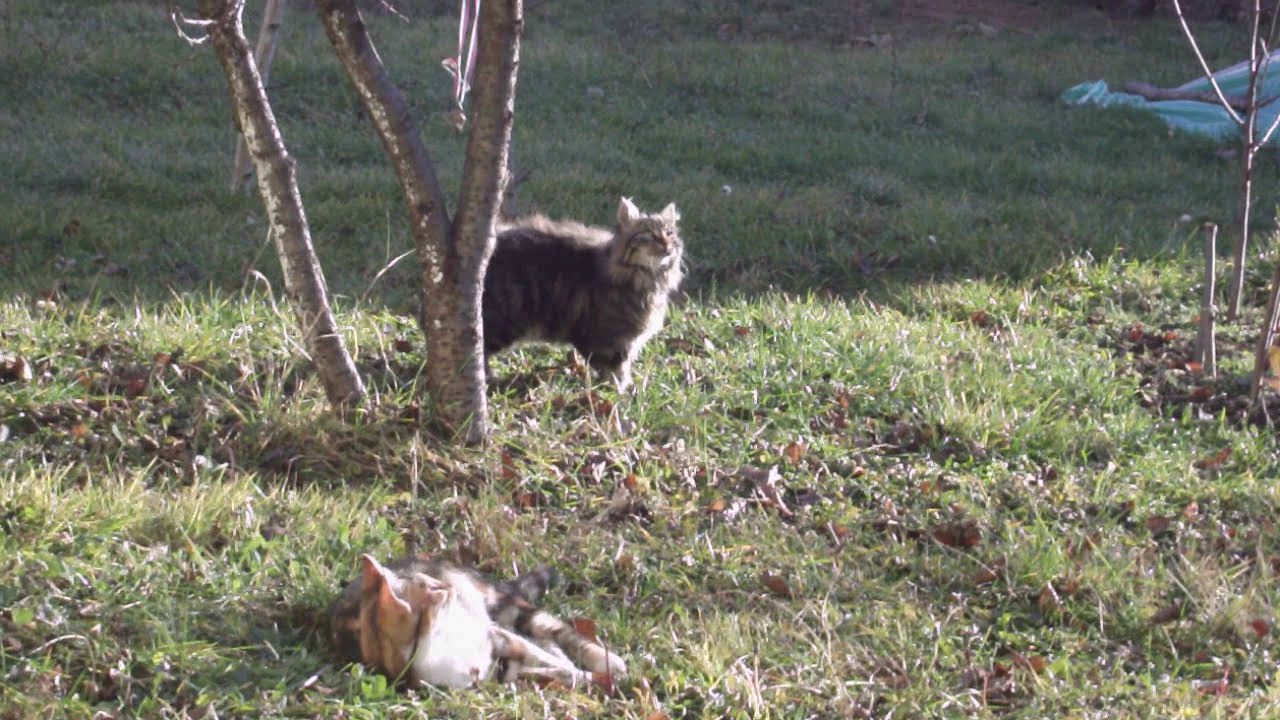 Kittens playing, jumping and rolling - YouTube