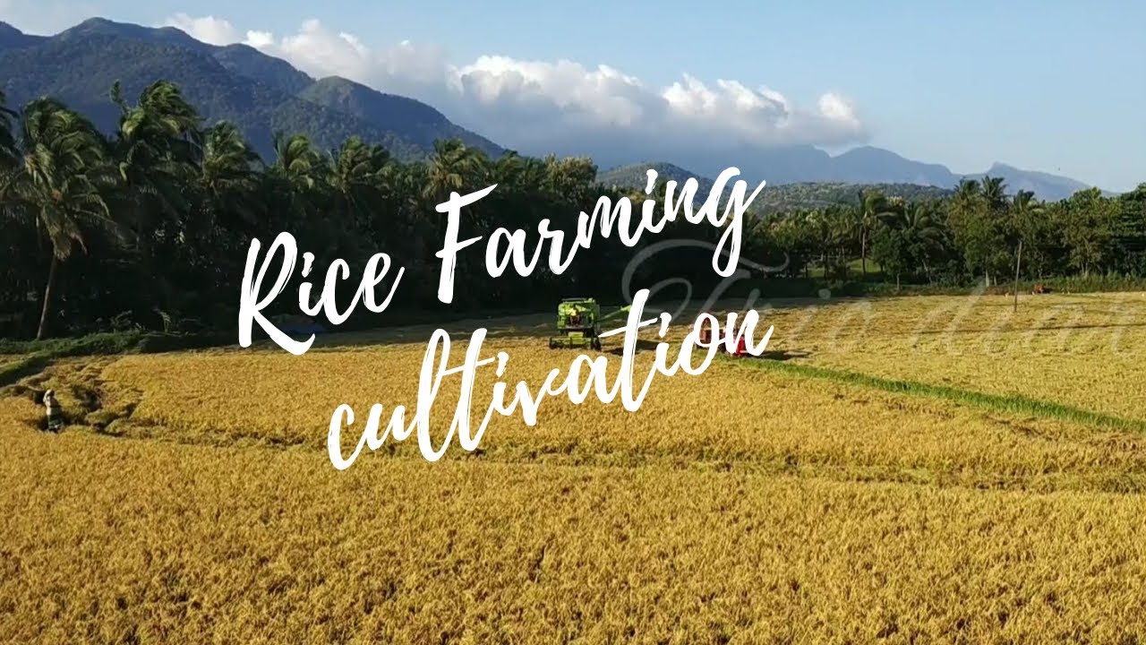 Rice Farming - Cultivation step by step process| நெல் சாகுபடி | - YouTube