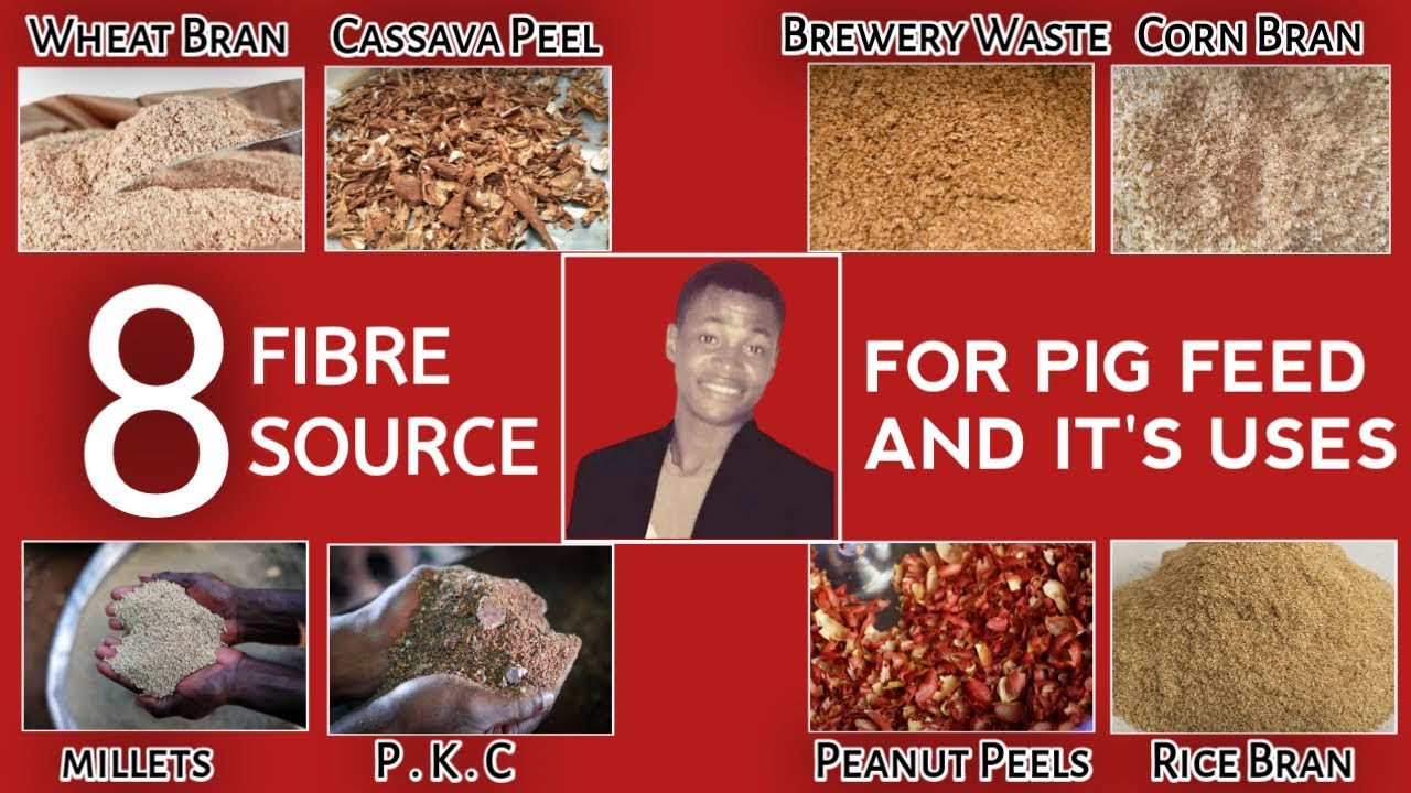 Eight (8) SOURCE of CRUDE FIBRE for PIG FEED and how to use them || Pig ...