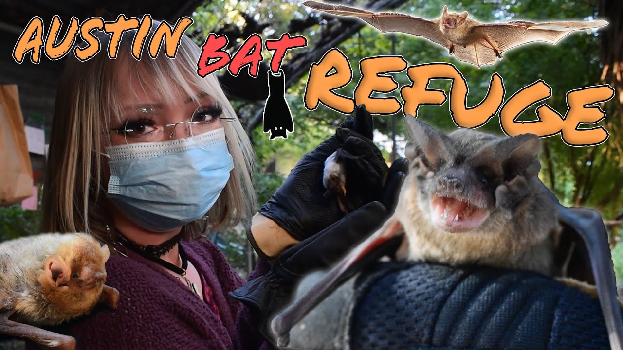 Touring the Austin Bat Refuge - Addressing Bat Myths! 🎃HALLOWEEN ...