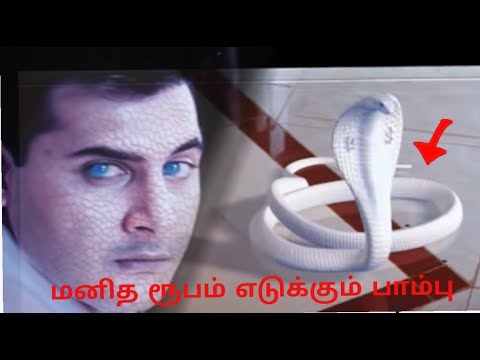 SWETHA NAAGU||முன் ஜென்ம பகையை தீர்க்க வரும் பாம்பு||SWETHA NAAGU TAMIL ...