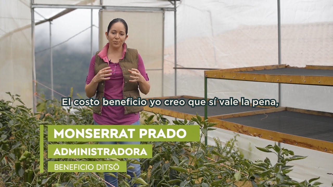#4AñosNSPCafé: Monserrat Prado, Micro-beneficio Ditsö - YouTube
