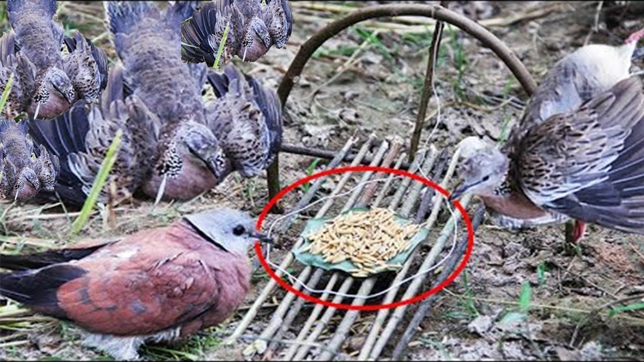 Awesome Bird Trapping in Village by Fishing Man | How To Install Bird ...