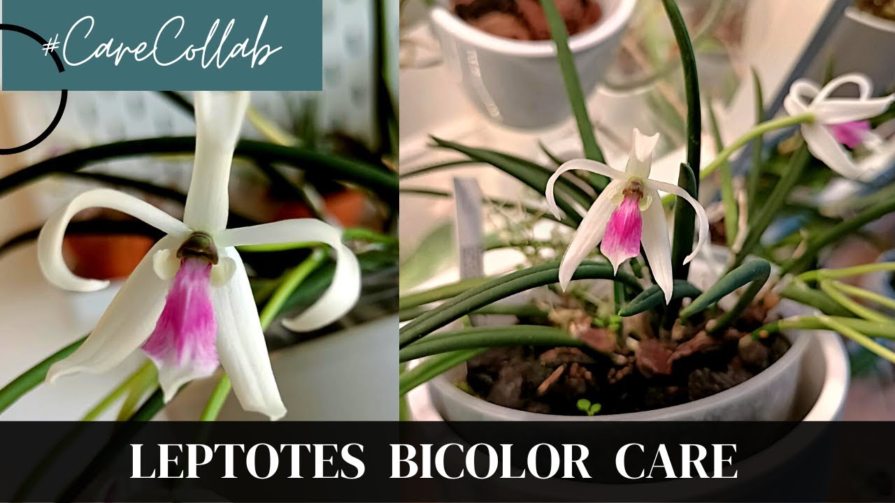 Leptotes Bicolor Orchid Care - YouTube