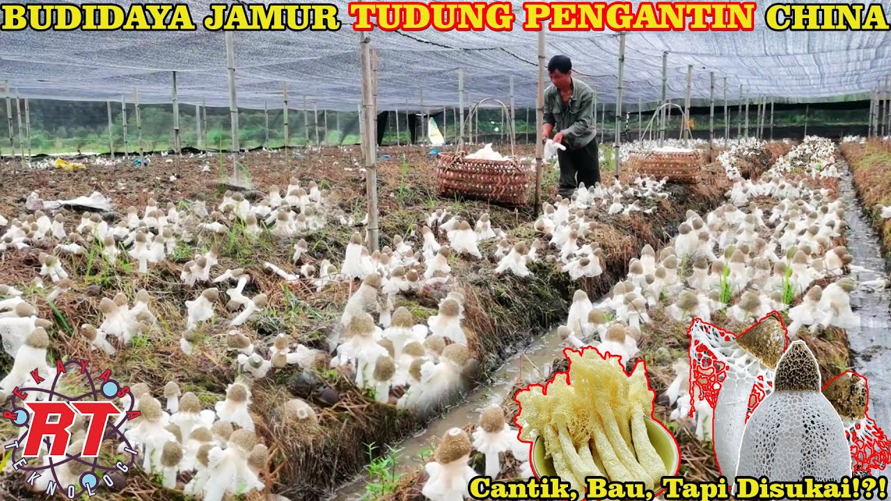 CANTIK NAMUN BAU!! PERTANIAN JAMUR BAMBU DI CHINA | JAMUR TUDUNG ...