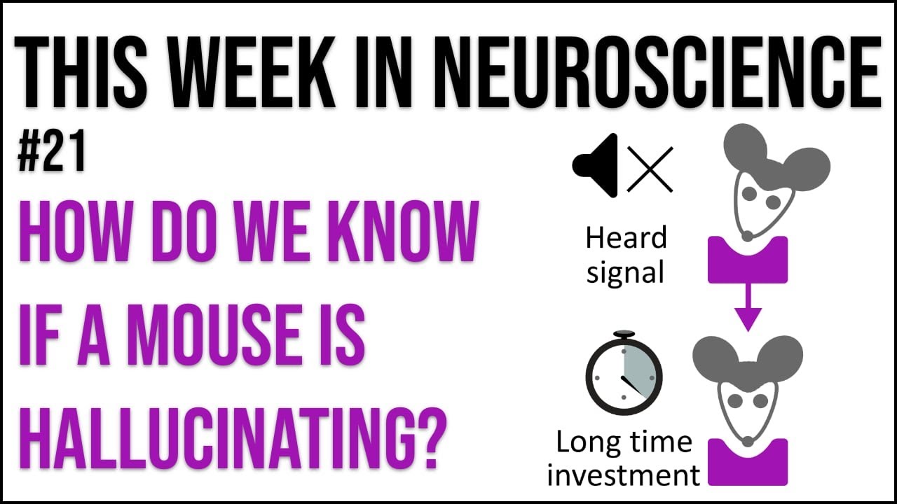 TWiN 21: How do we know if a mouse is hallucinating? - YouTube