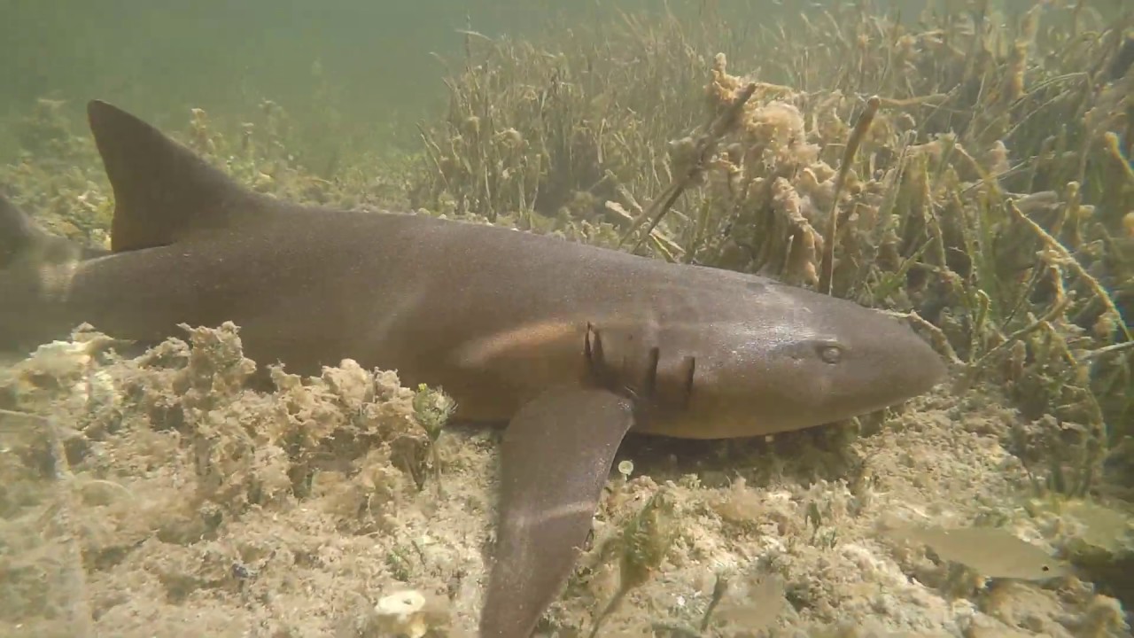 Lobsters and Sharks off Key West - YouTube