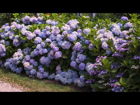 How To Trim Old Blooms Off The Original Hydrangeas
