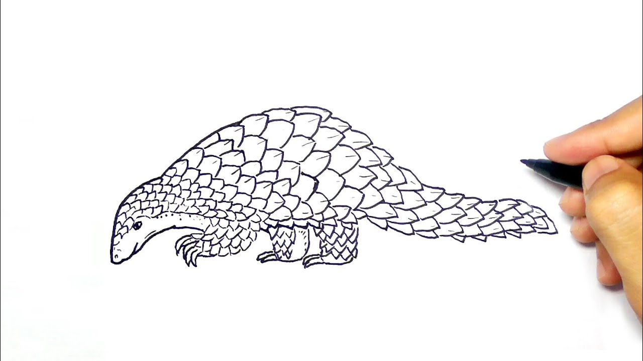 Cara menggambar hewan trenggiling yang mudah - YouTube