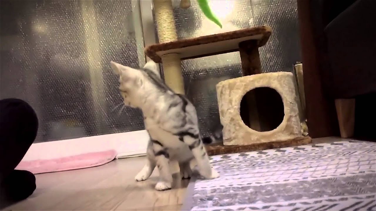 아메숏 고양이 백호"고양이 낚시질" (american shorthair cat beko"cat fishing") - YouTube