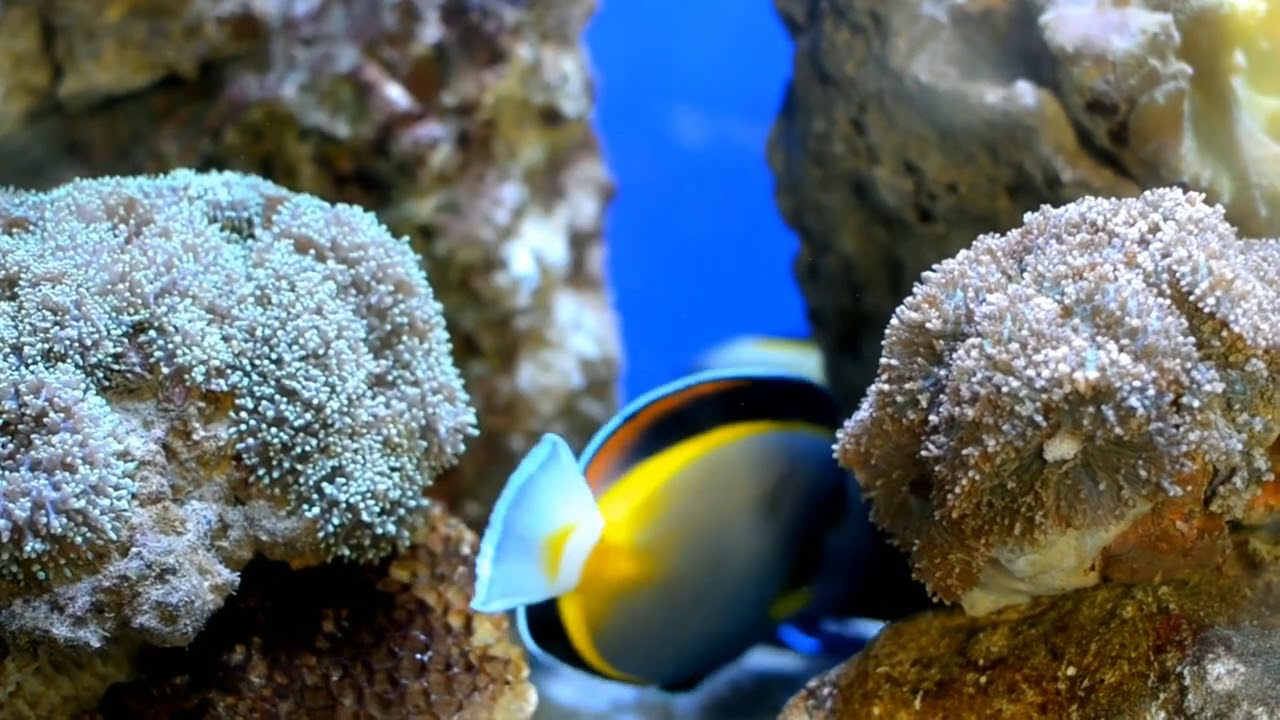 #seafishs colour fish🎏 - YouTube