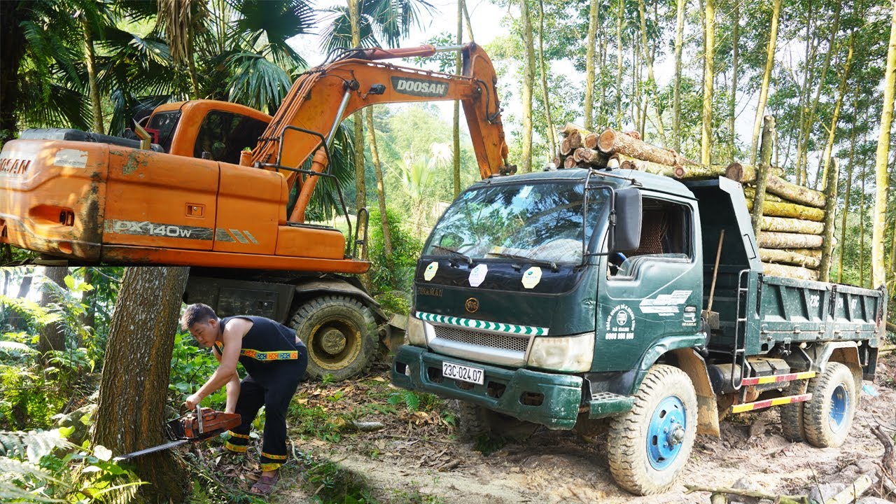 Amazing Video: Use Gasoline Chainsaw To Harvest Wood, Manual Logging ...