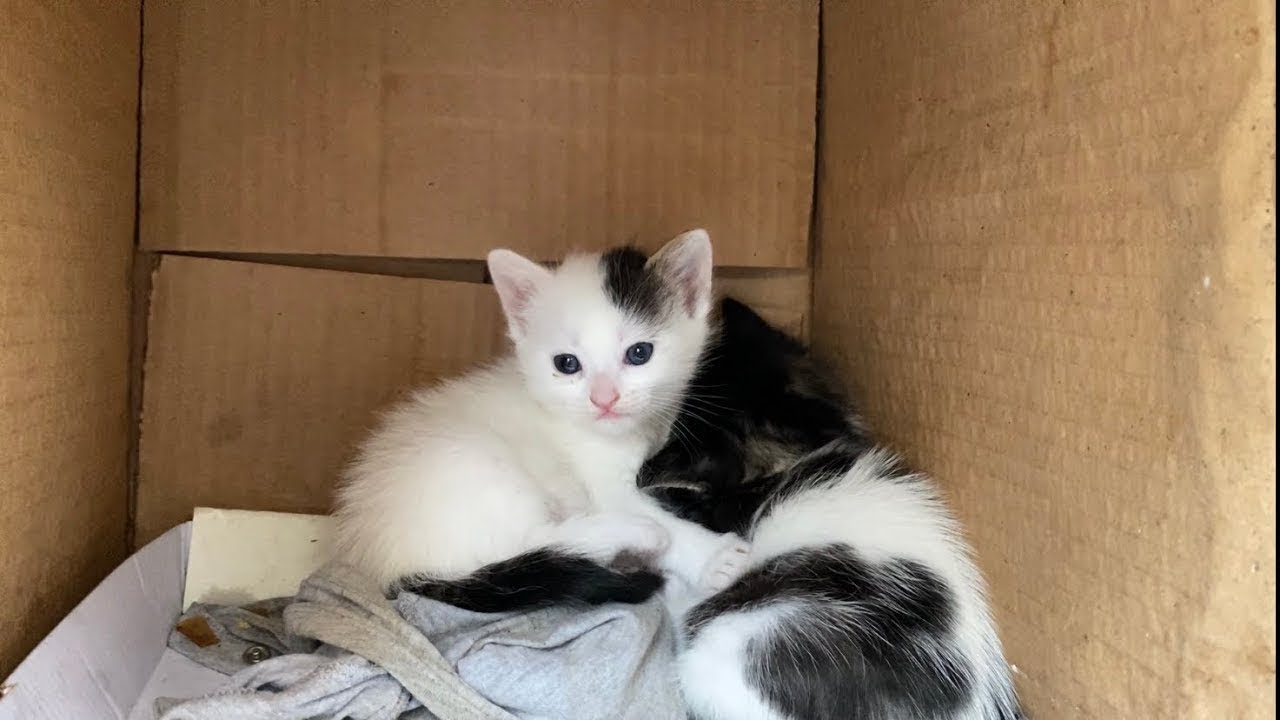 Pretty and Sweet Fat Stray Cats are so Sweet and Cute 2023 🥰 - YouTube