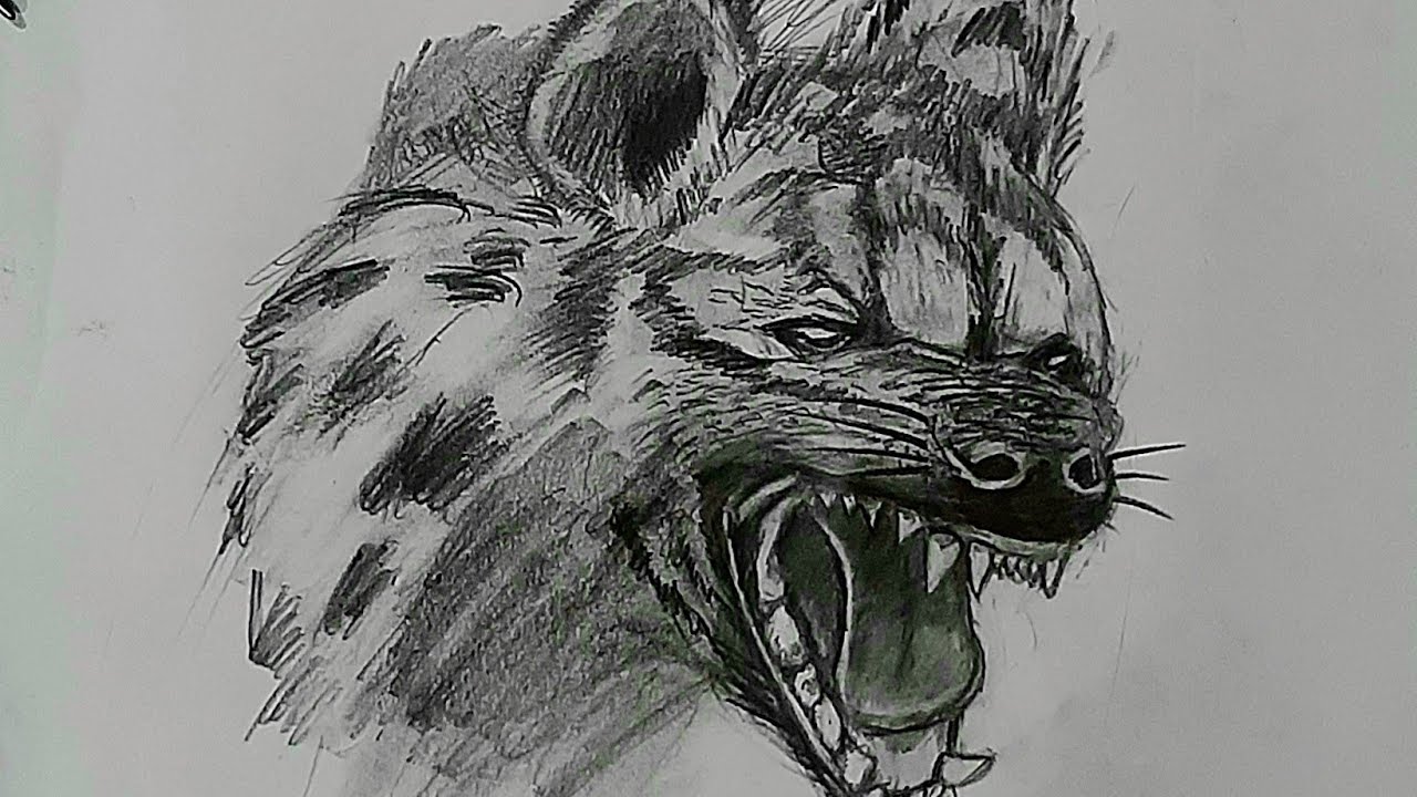 Drawing with a hyena face pencil of wild animals step by step. - YouTube