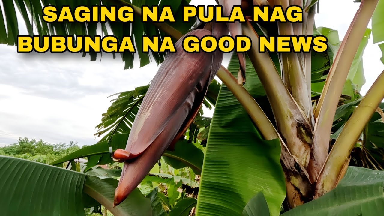 Good news saging na Pula may puso na - YouTube