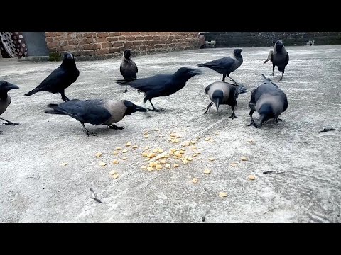 crow 🐦 and chidiya morning eating food 🥑🥝 on the roof - YouTube
