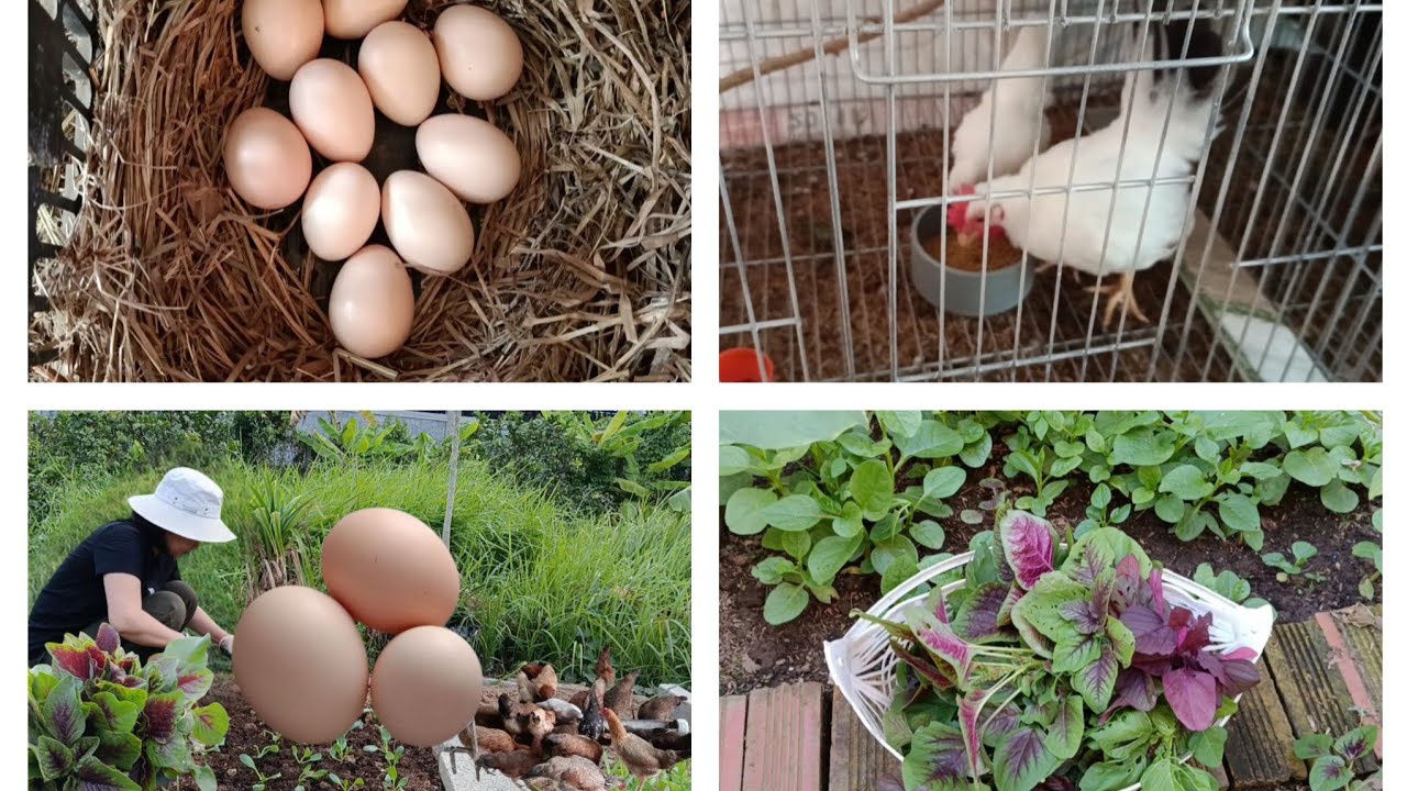 Gà tre mini/ Lượm trứng gà ta mê quá/ Thu hoạch rau dền/ Trồng rau cải ...