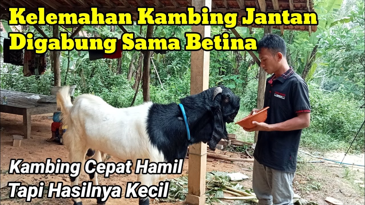 Kelebihan Dan Kekurangannya Kambing Jantan Dan Betina Digabungkan - YouTube