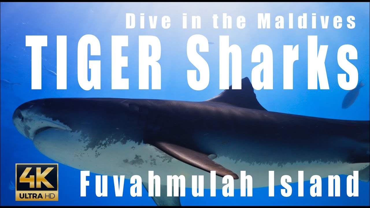 Maldives : Dive with the TIGER Sharks at Fuvahmulah, Tiger Beach ...