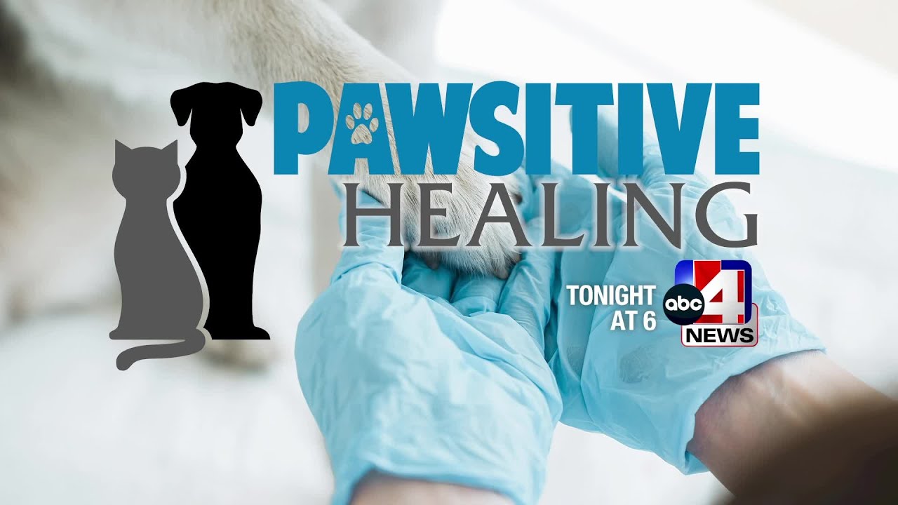 Pawsitive Healing - YouTube