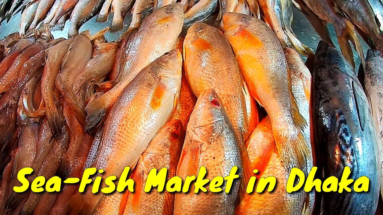 Sea Fish Market in Dhaka | Best Sea Fish in Bangladesh | Amazing Fish ...