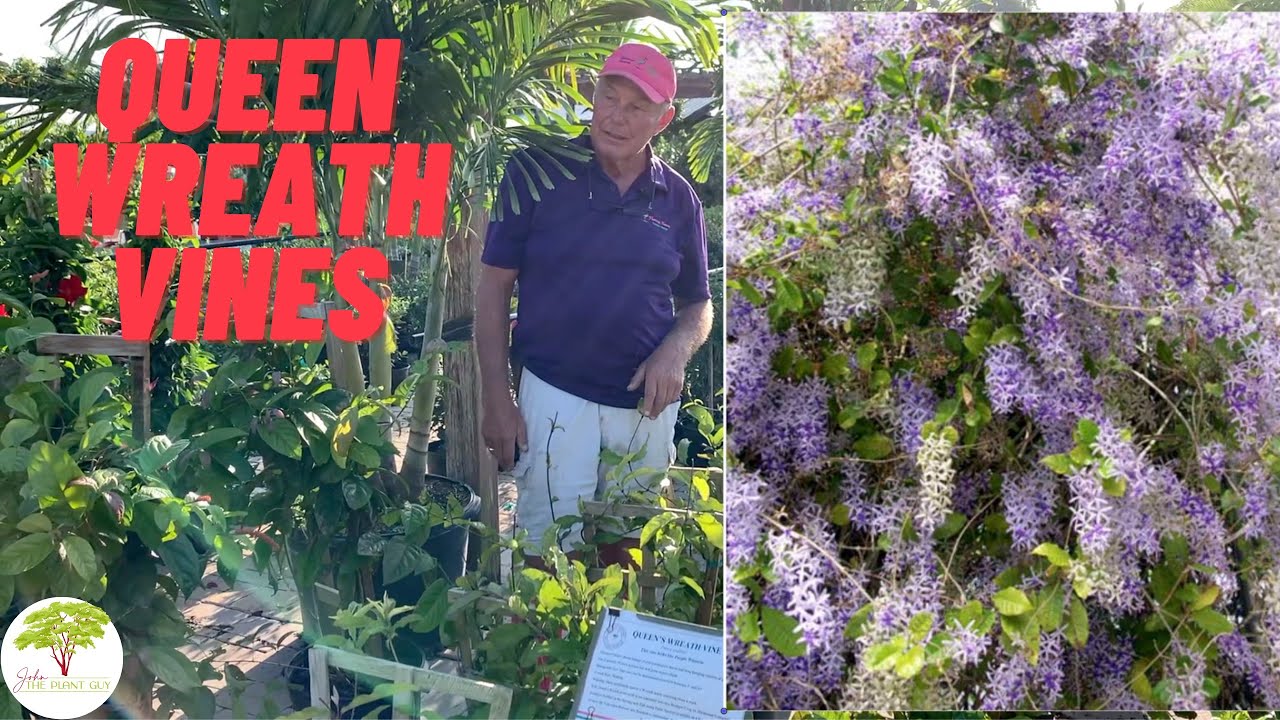 Queen Wreath Vines - YouTube