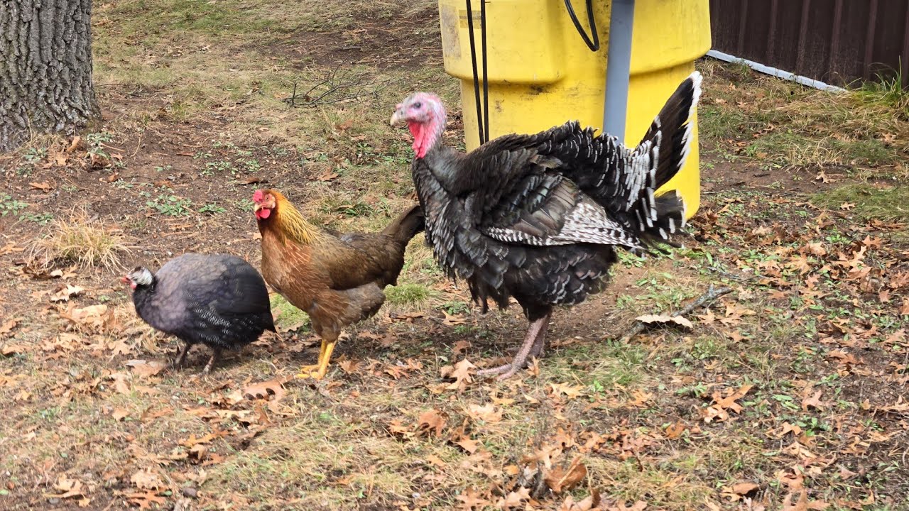 "Pike Pole" demonstration with Goofy Duck George and the Crew in ...