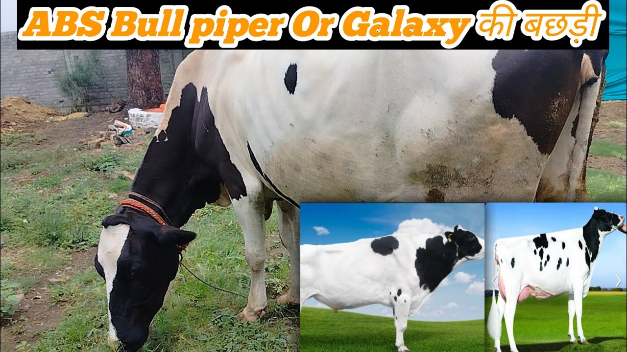 ABS Piper Bull Hifer।HF galaxy Bull की बछड़ी।abs cow - YouTube