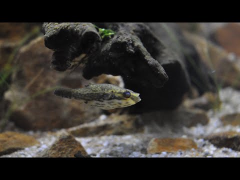 13 Types of Freshwater Puffer Fish: Requirements, Tank Mates, and the ...