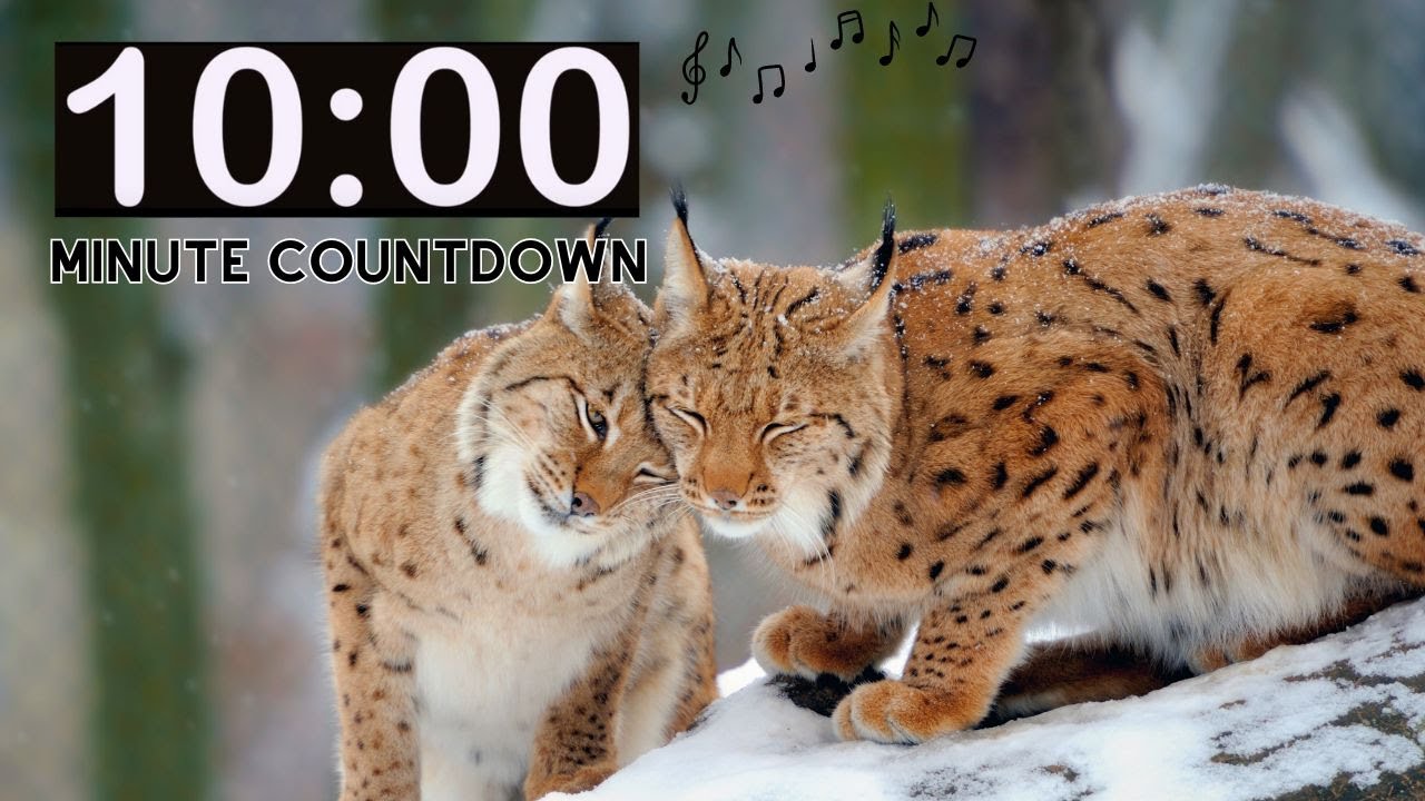 Relaxing Nature Artic Lynx 10 Minute Countdown Kids Timer | Artic ...