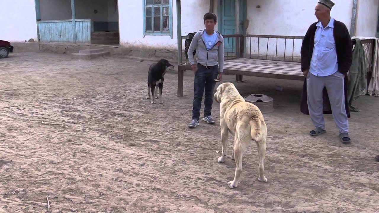 The sudden clash between two Tajik shepherd dogs , interrupted by a ...