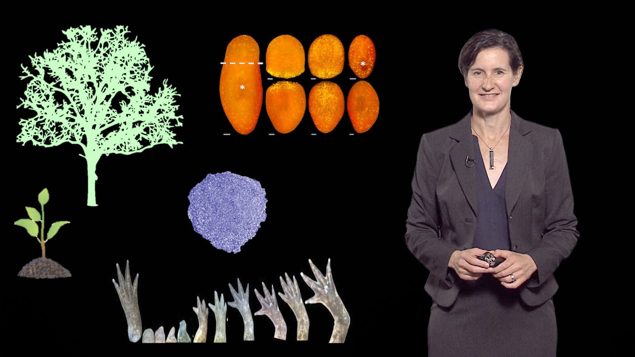 Dominique Bergmann (Stanford U / HHMI) 1: Key issues in plant ...