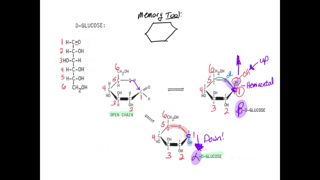 100U5p14 Hexose&ring - YouTube