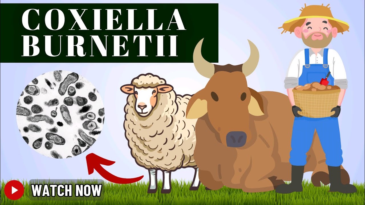 Coxiella burnetii: The Bacterium Behind Q Fever | Symptoms, Diagnosis ...