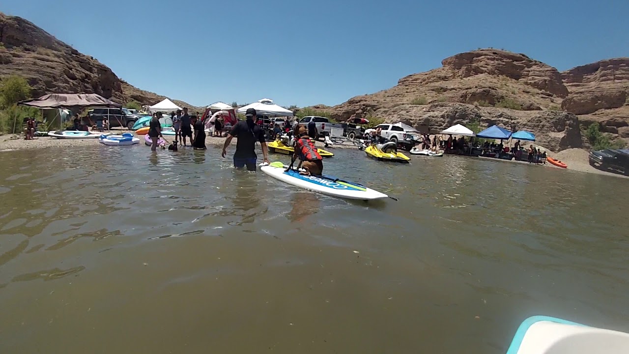 Dog on paddle boat - YouTube