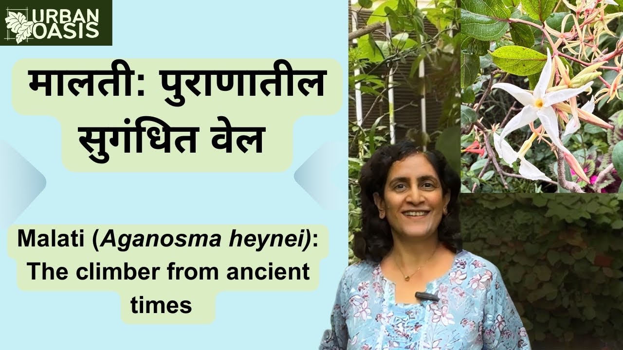 Malati : The white flower of Purity, Love and Devotion || मालती: प्रेम ...