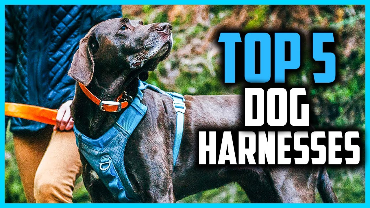 Best dog harnesses for hiking store