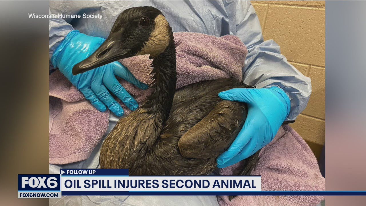 Komatsu Milwaukee River oil spill, goose, owl recovering | FOX6 News ...